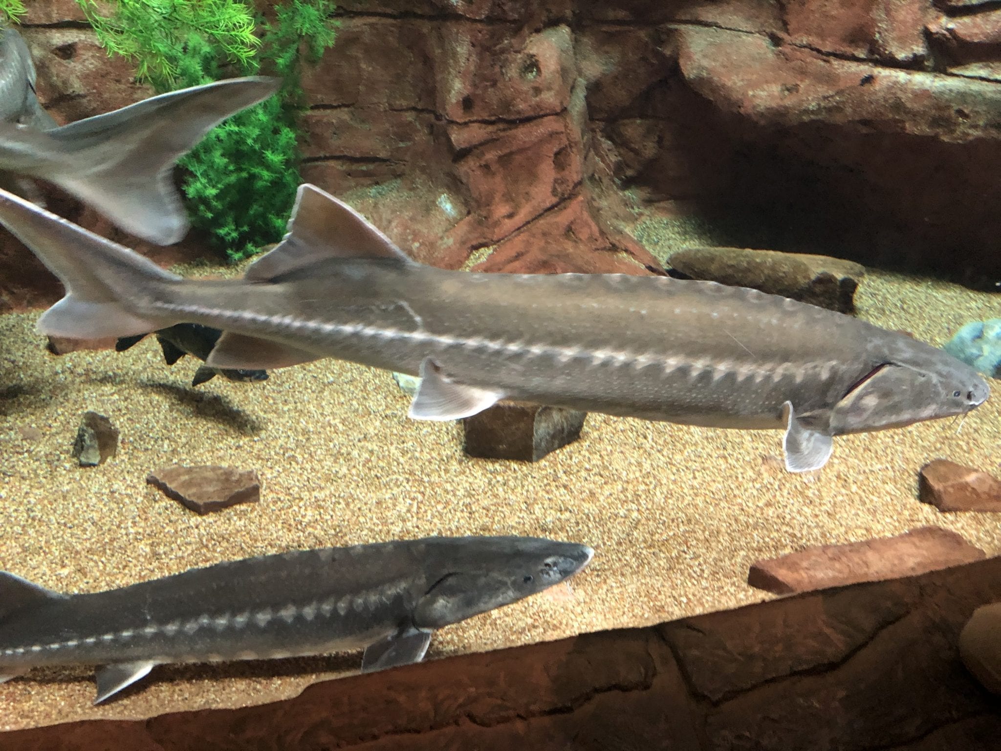 Plan Your Visit-Draper Aquarium-Loveland Living Planet Aquarium ...