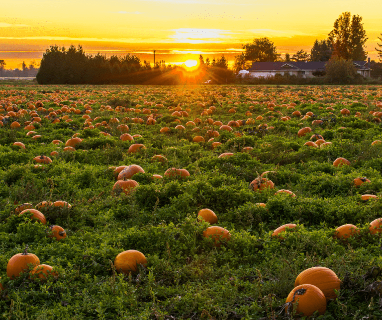 Utah In the Fall (45 Best Utah Fall Activities For Families) – Planning ...