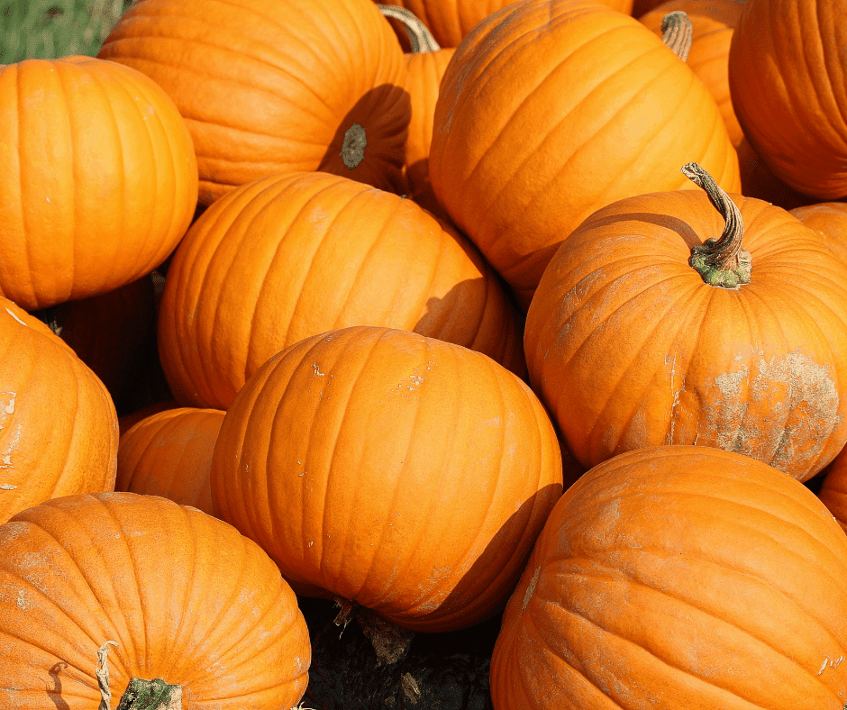 The Best Pumpkin Patches in Utah For Families (It's Fall Y'all ...