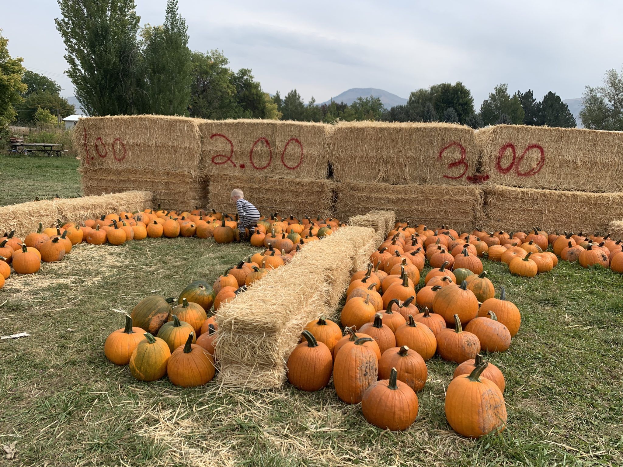 The Best Pumpkin Patches in Utah For Families (It's Fall Y'all ...