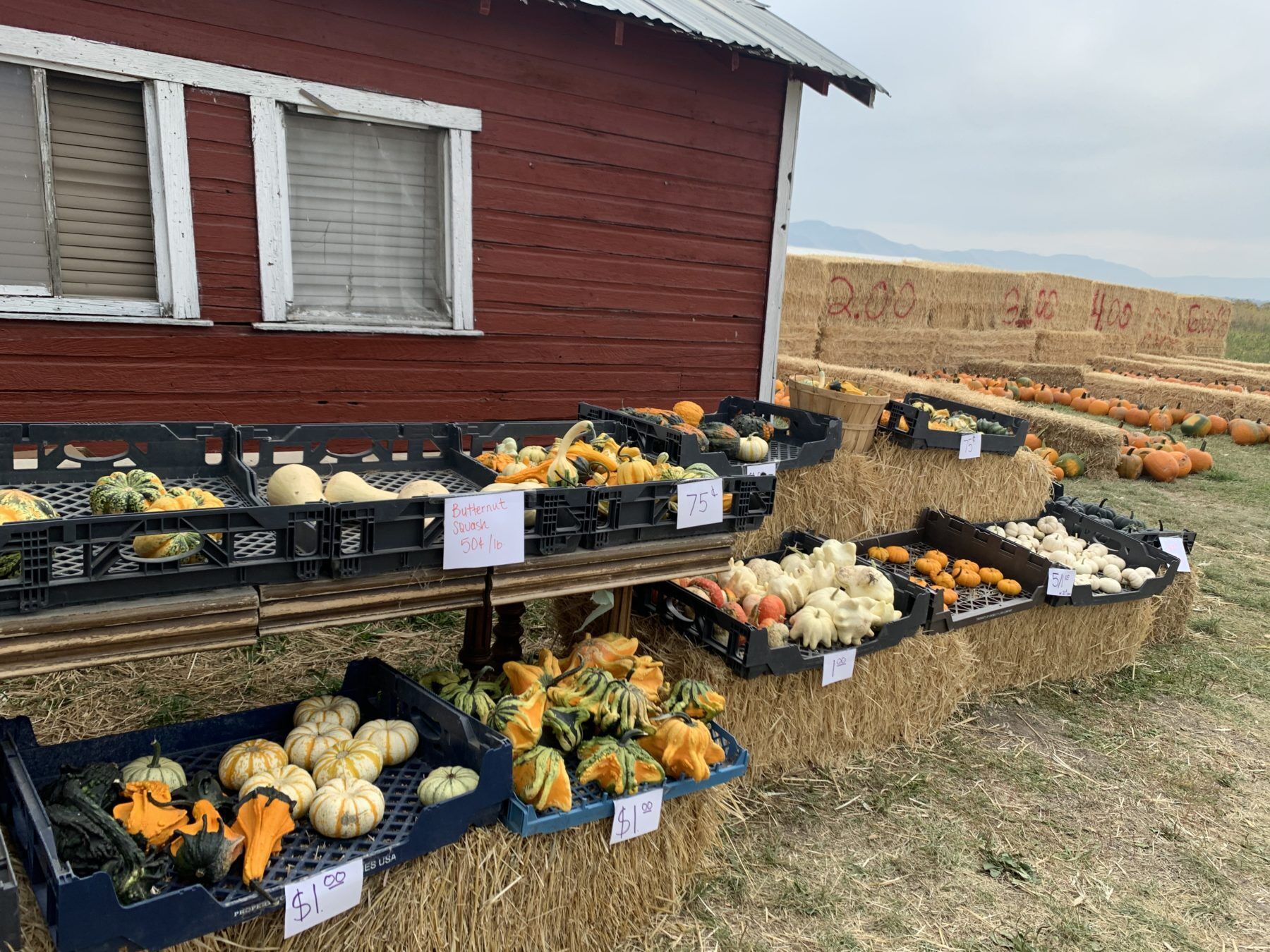The Best Pumpkin Patches in Utah For Families (It's Fall Y'all ...