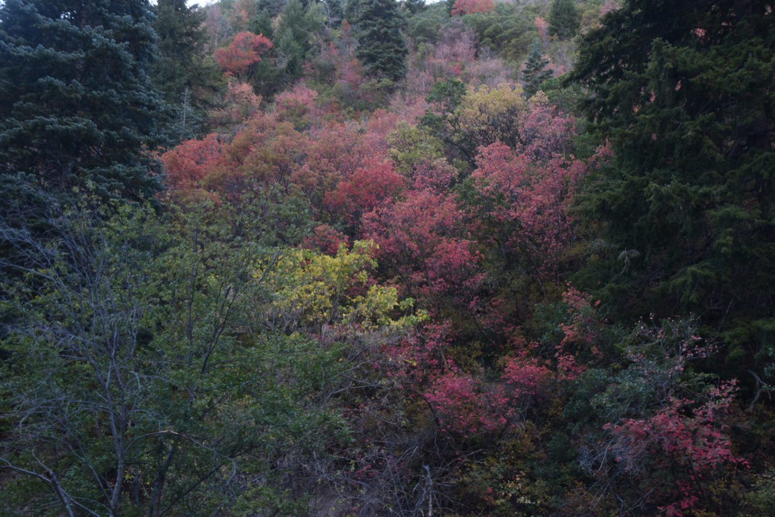 15 Best Fall Drives in Utah (See The Fall Colors in Utah!) – Planning Away